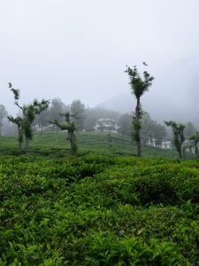 Best Munnar Itinerary For 4 Days : A Comprehensive Guide With PDF