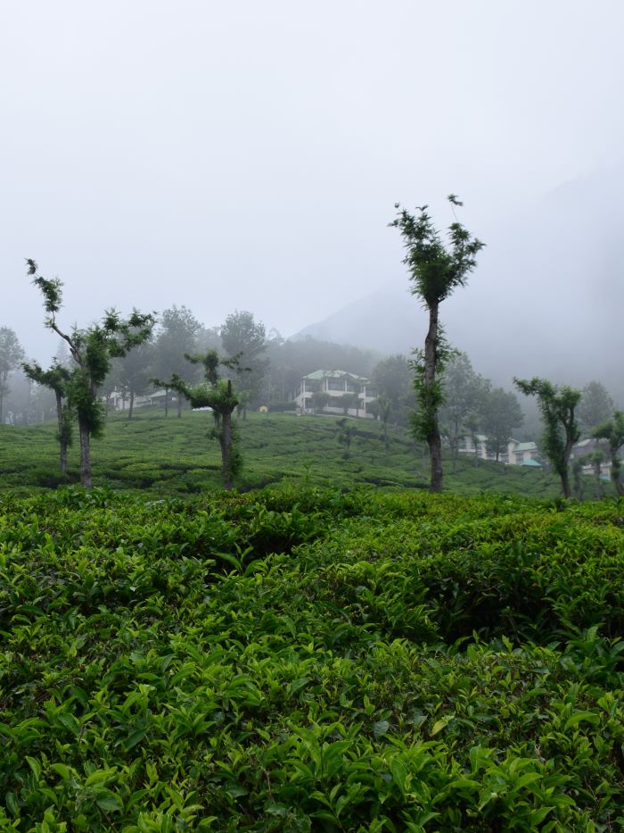 Best Munnar Itinerary For 4 Days : A Comprehensive Guide With PDF
